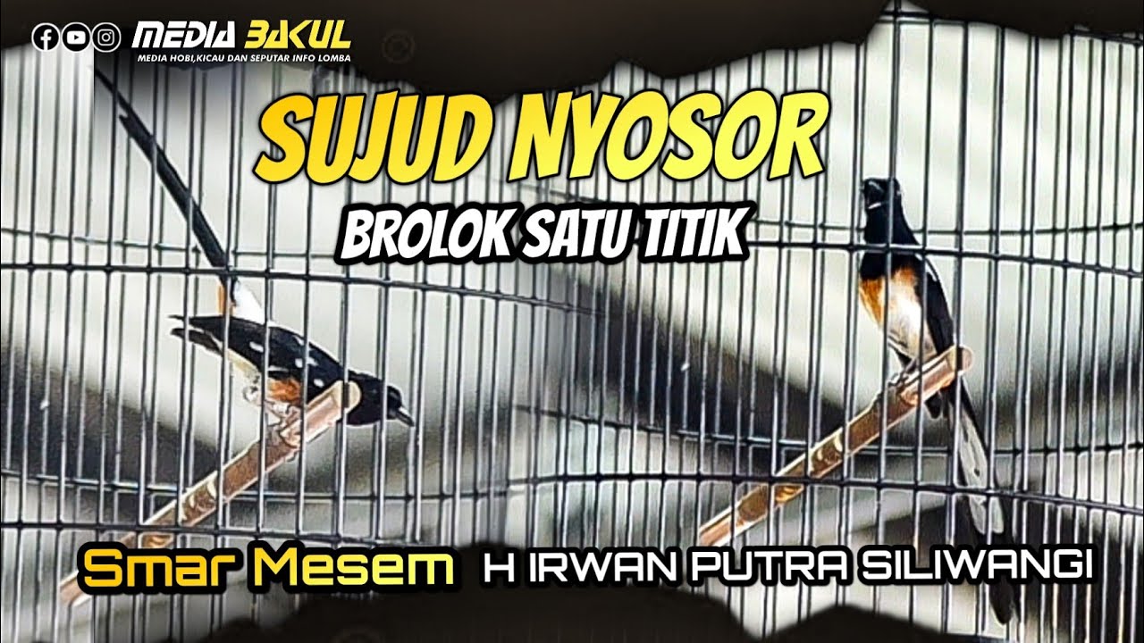 MURAI BROLOK MEWAH‼️ SATU TITIK NYOSOR H IRWAN PUTRA SILIWANGI ...
