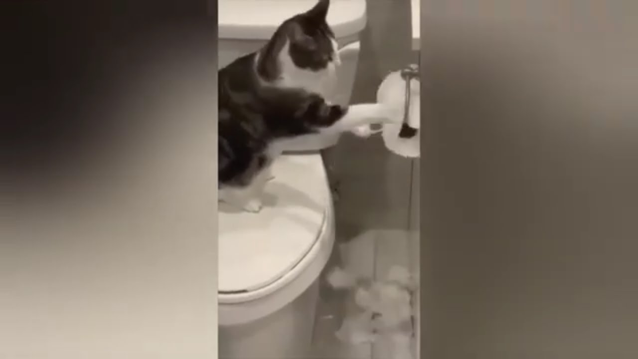 Unbelievable cat antics that will brighten your day! 😂 😺 #shorts # ...