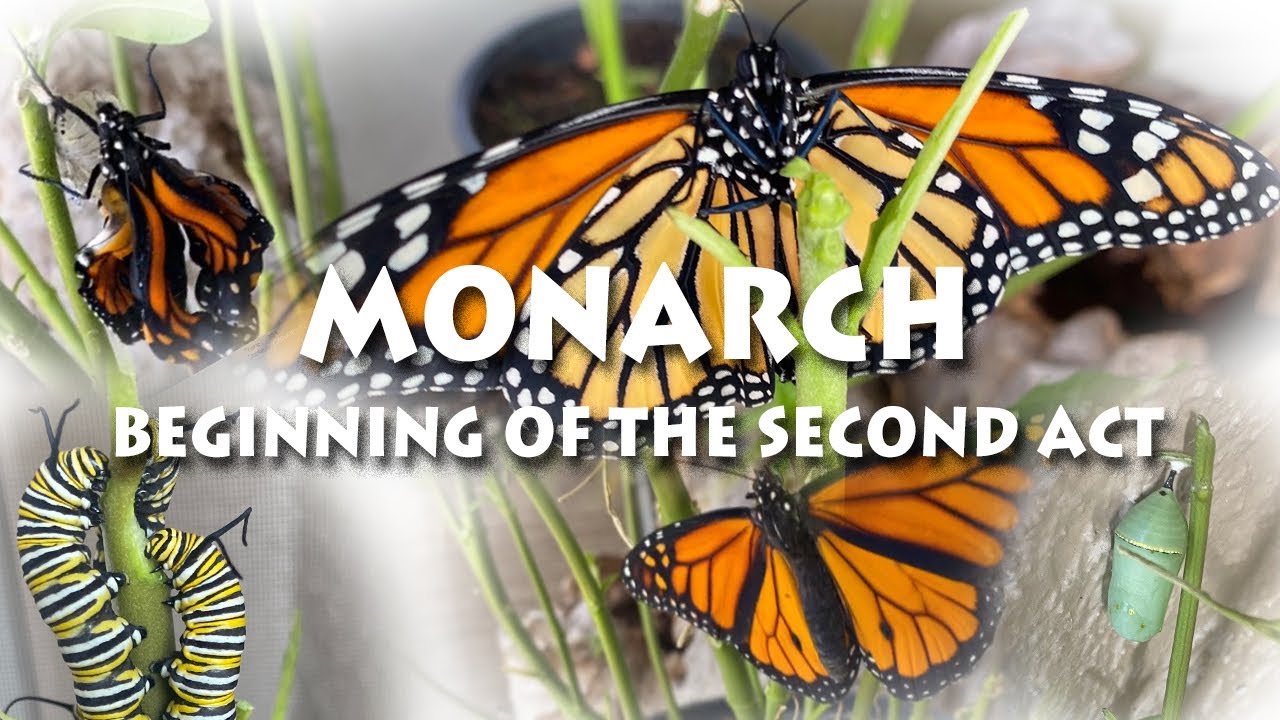 Monarch - Beginning of the Second Act - YouTube