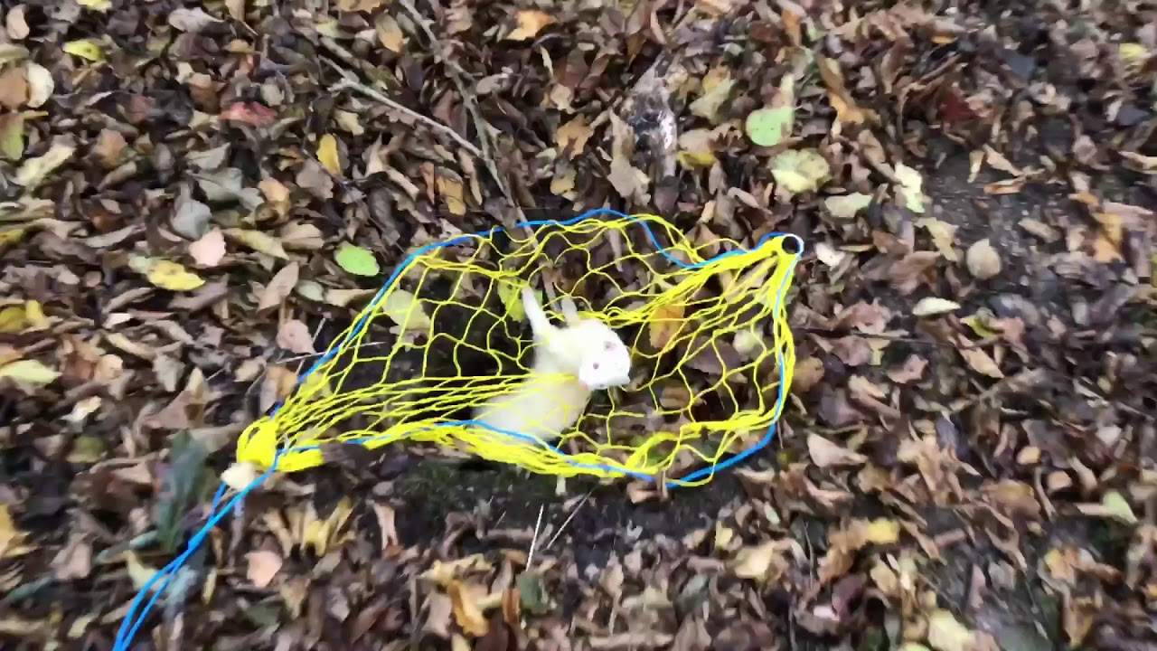 Ferreting 2017, out again! - YouTube