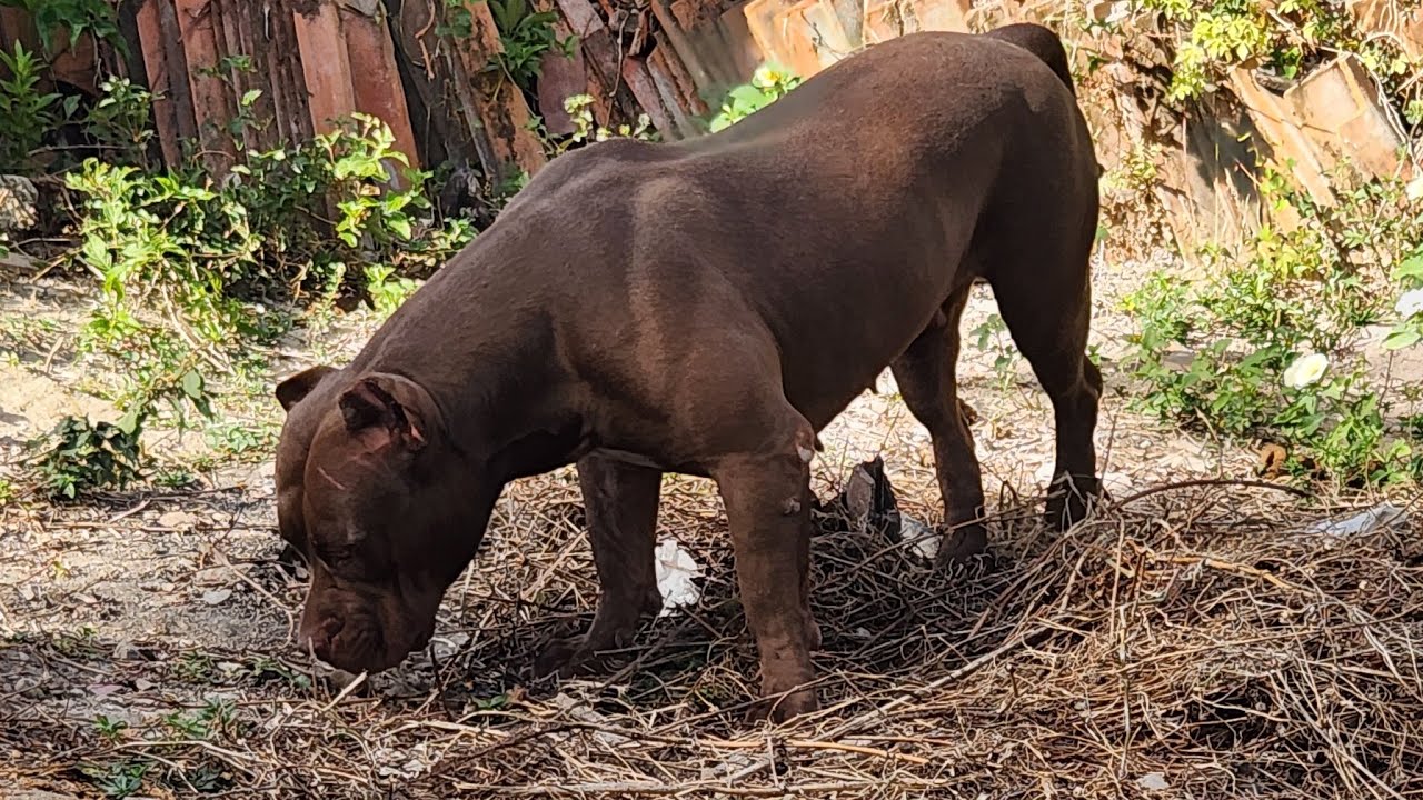 Hello Pitbull Dog 🔥 #pitmonsters - YouTube