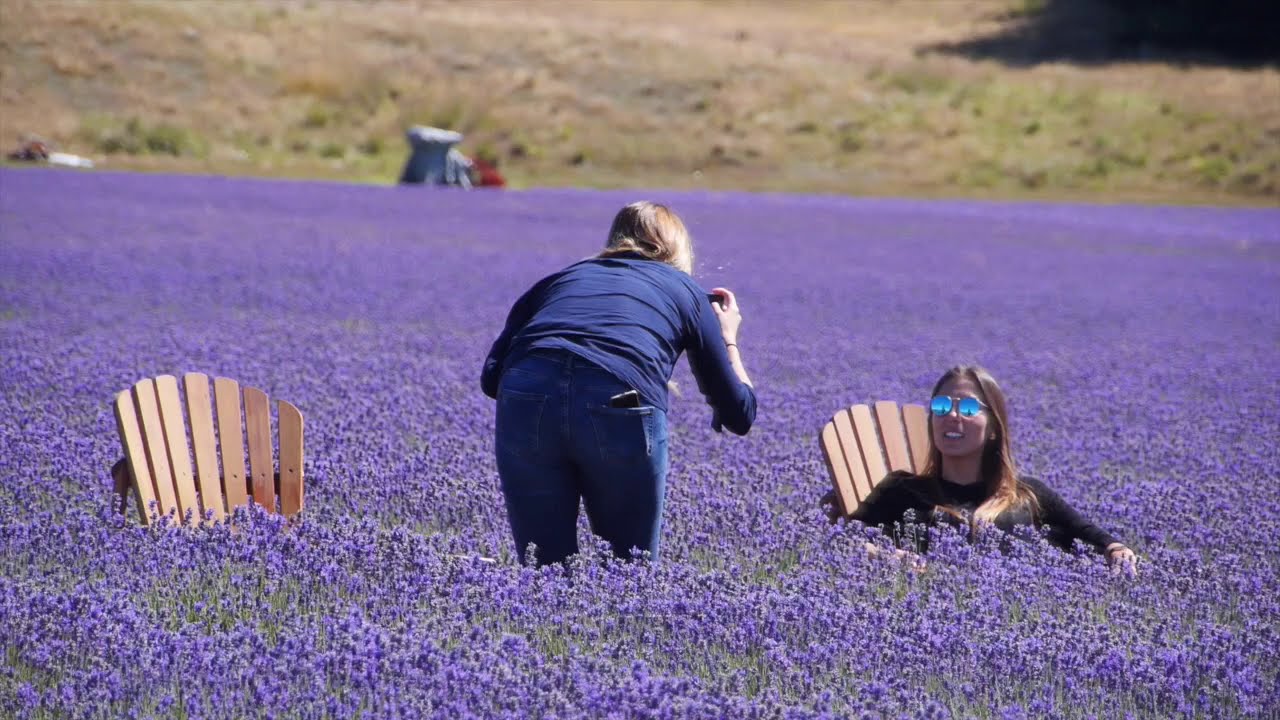 LAVENDER - YouTube