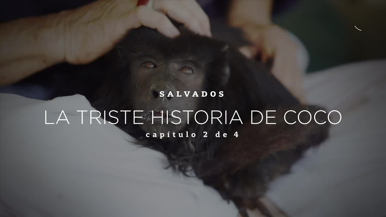 Así es la vida del mono Coco hoy luego de haber sobrevivido al maltrato ...