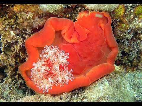 Spanish Dancer Nudibranch - YouTube