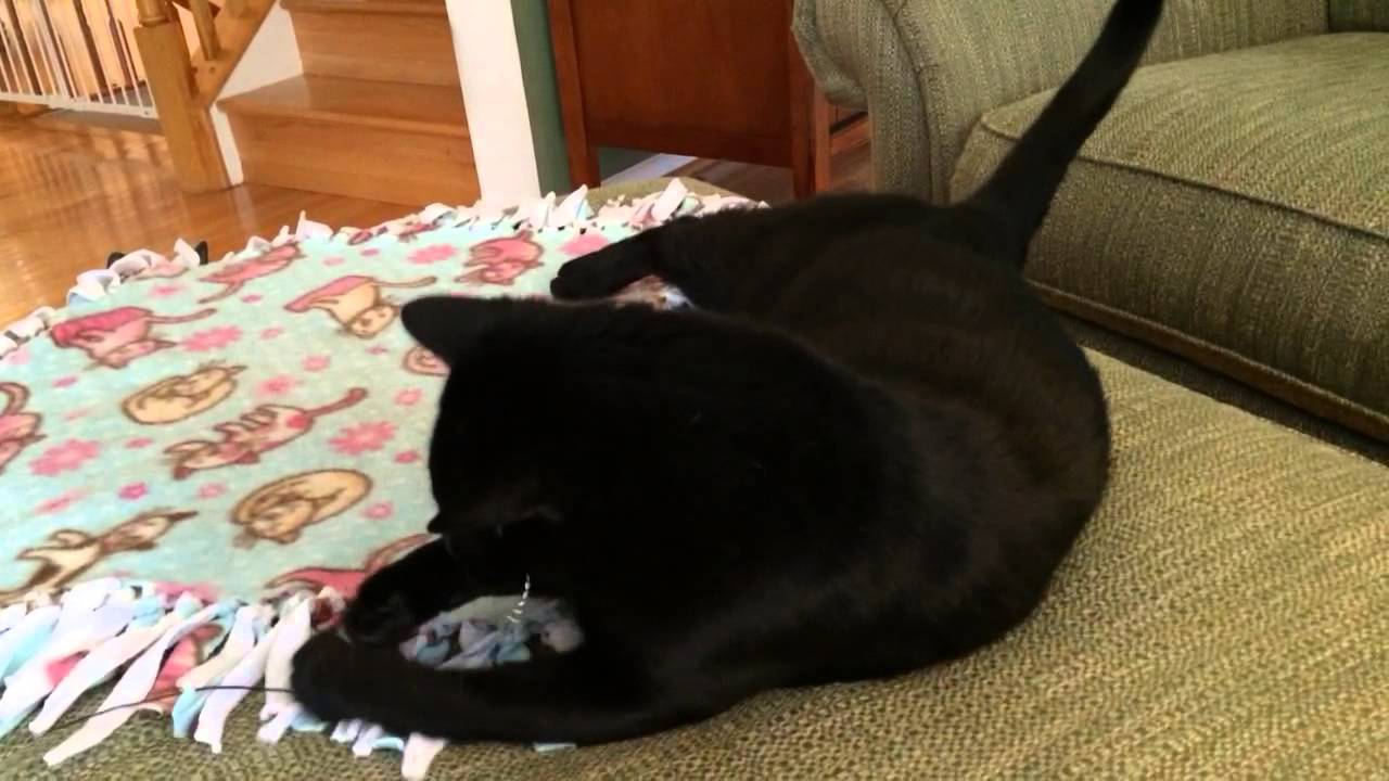 Bird Catcher Pro by Pets Can Play product review, video 3 - YouTube