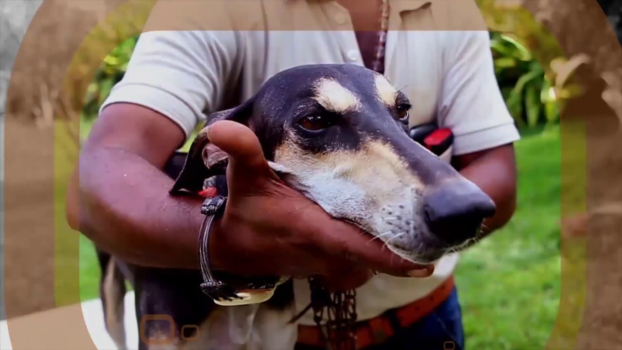 Remaining Tamil Nadu dog breeds - YouTube