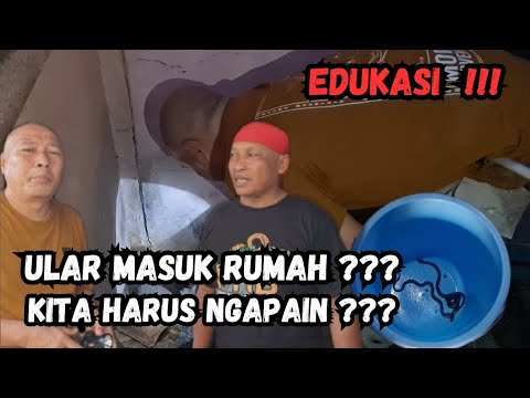 JANGAN PANIK KETIKA ULAR MASUK KE RUMAH, ADA SOLUSINYA