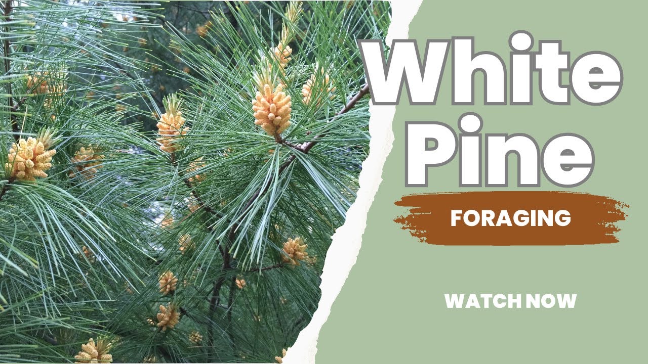 Making mugolio (pine cone bud syrup) Home apothecary and foraging ...