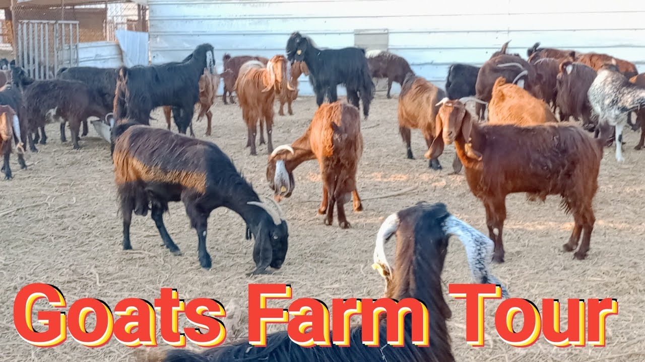 Goats Farm Tour/ I Visited Goat 🐐 Farm and had a Wonderful Time - YouTube