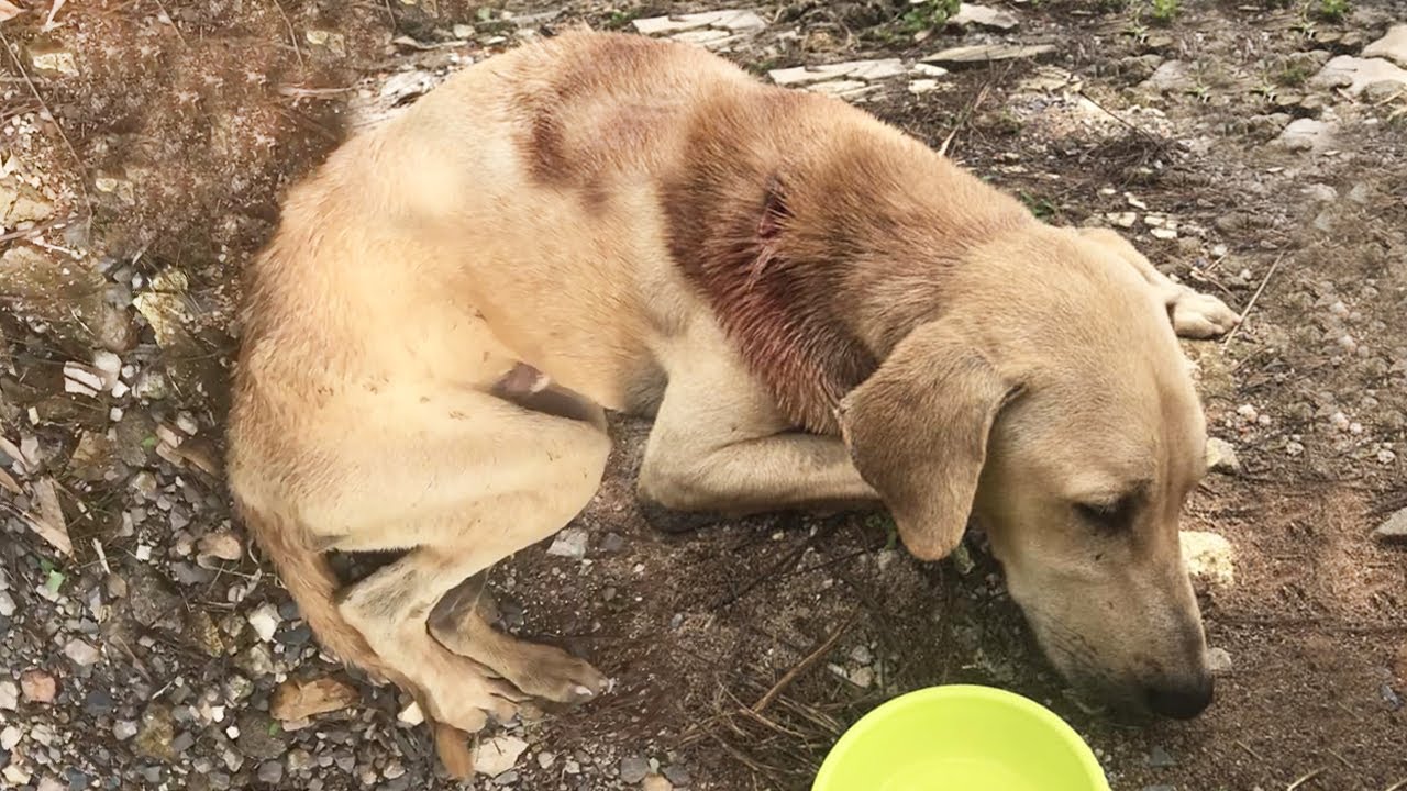 Dog was Found with Hundreds of Maggots In His Neck Wound and ...