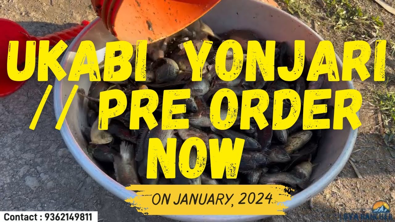 UKABI YONJARI 🥰 | SALE | SALE | TAKING PRE-ORDERS OF CLIMBING PERCH ...