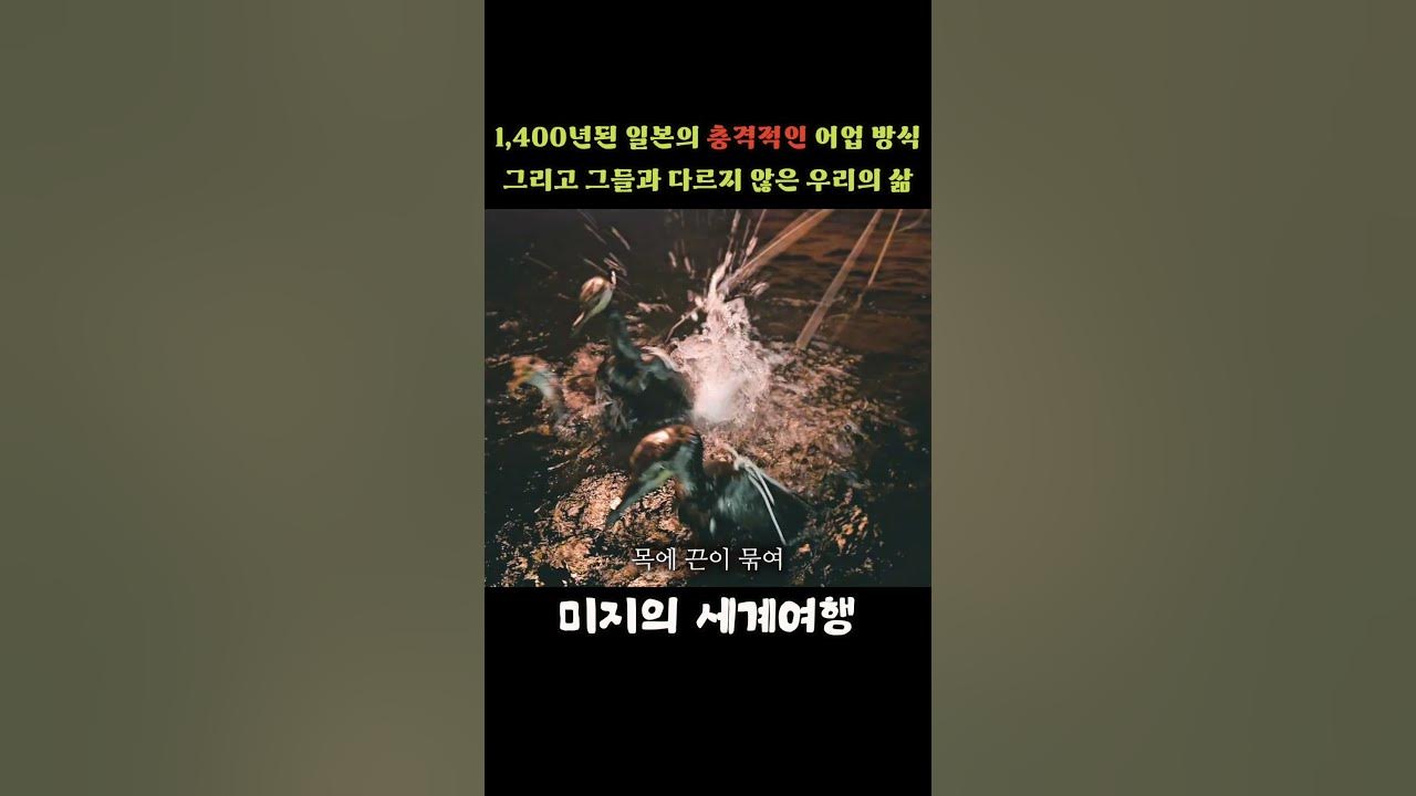 새를 낚아 물고기를 낚는 신박한 일본의 낚시 방법 Youtube
