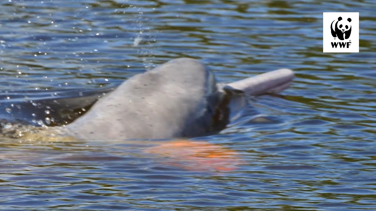Expedición para contar delfines (bufeos) en el río Iténez / WWF Bolivia ...