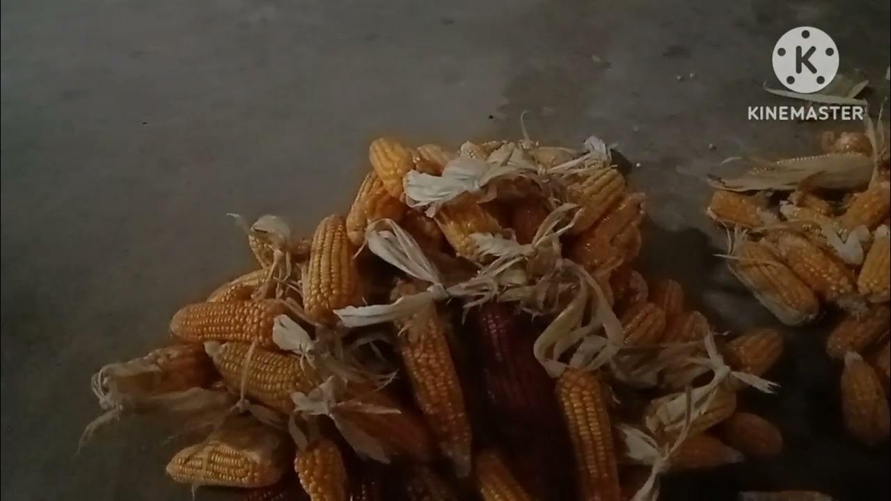 saib peb mus ntais pob kwsos 12. 2024 - YouTube