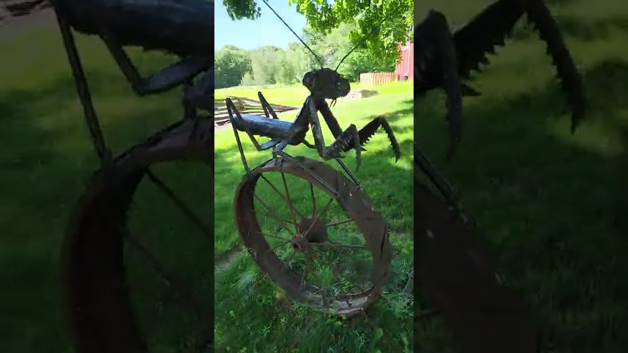 3 foot long Praying Mantis on 150+ year old antique tractor wheel - YouTube