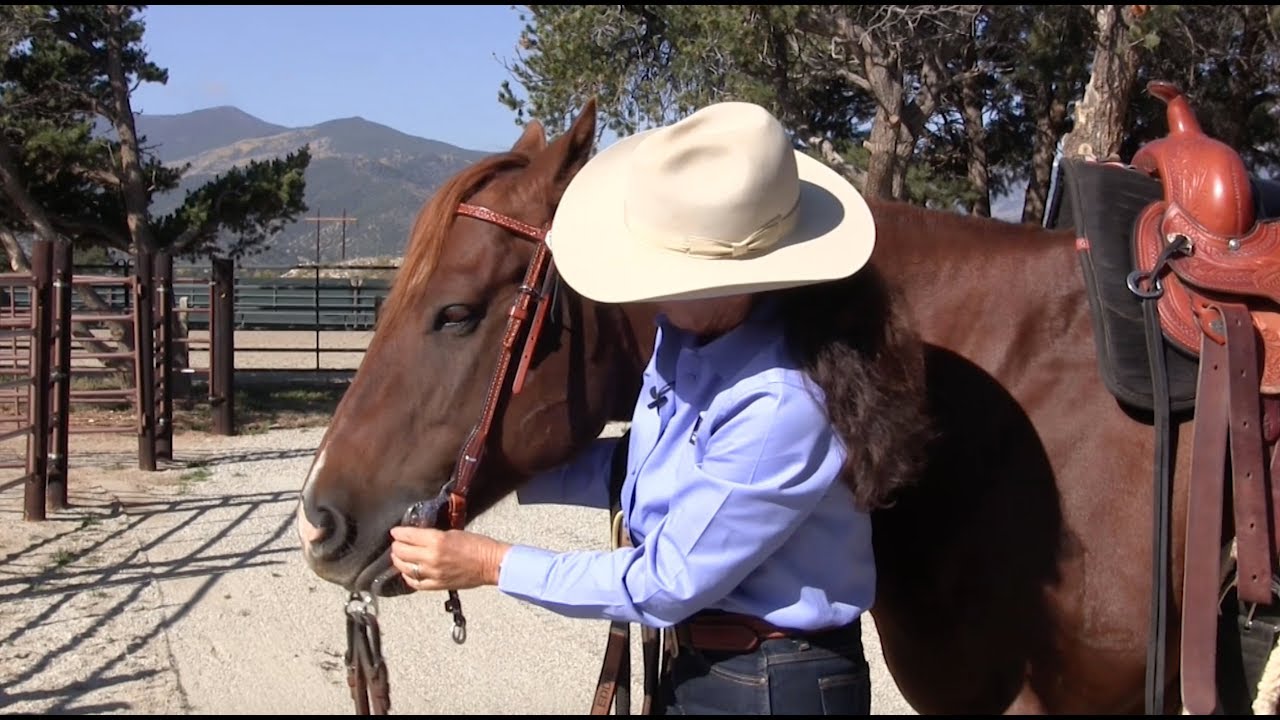 Myler Curb Bit: Adjusting a Curb Bit with a Western Headstall - YouTube
