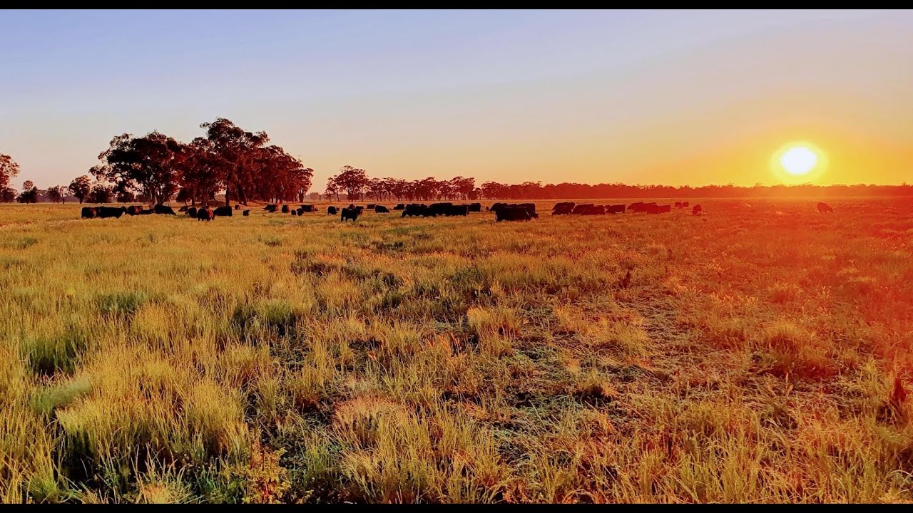 Carbon Series: Holistic Grazing with Graeme Hand #1 - YouTube