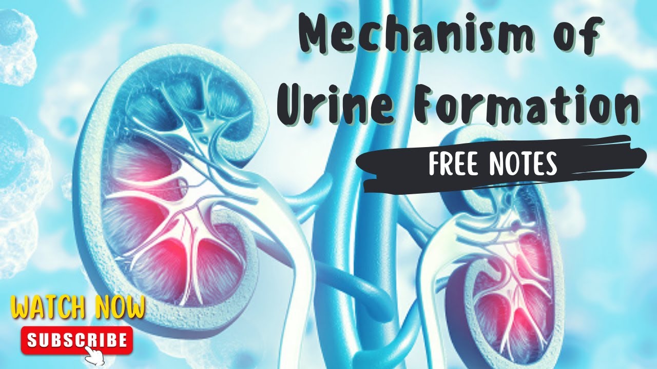 MECHANISM OF URINE FORMATION | QUICK REVISION | (FREE NOTES) - YouTube