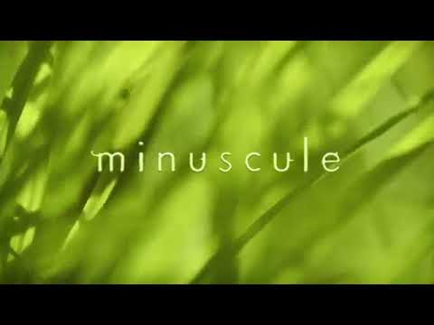 minuscule-bee - YouTube