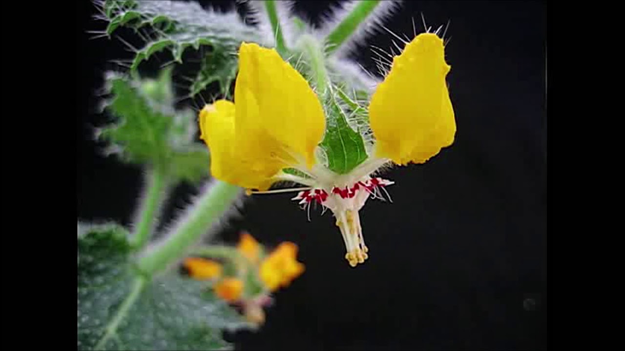 A case of behavioural diversification in male floral function – the ...