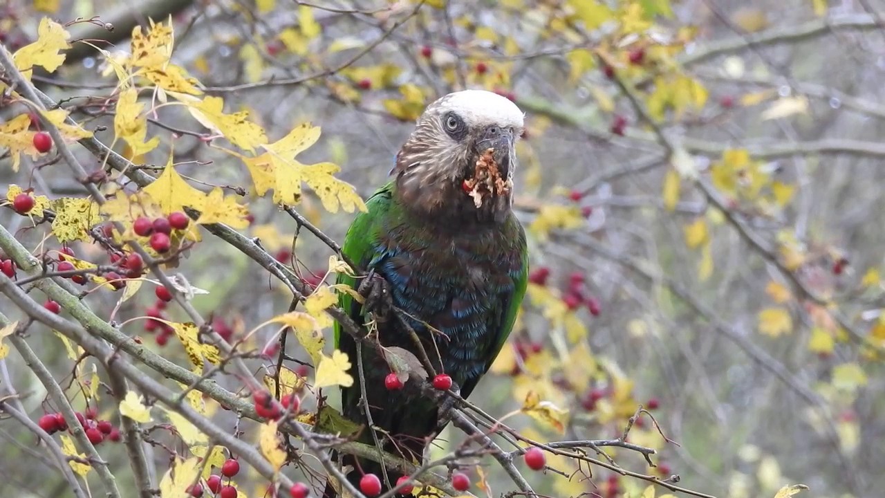 Hawk-Headed Parrot Red Fan Parrot, Hawk-headed Caique Family ...