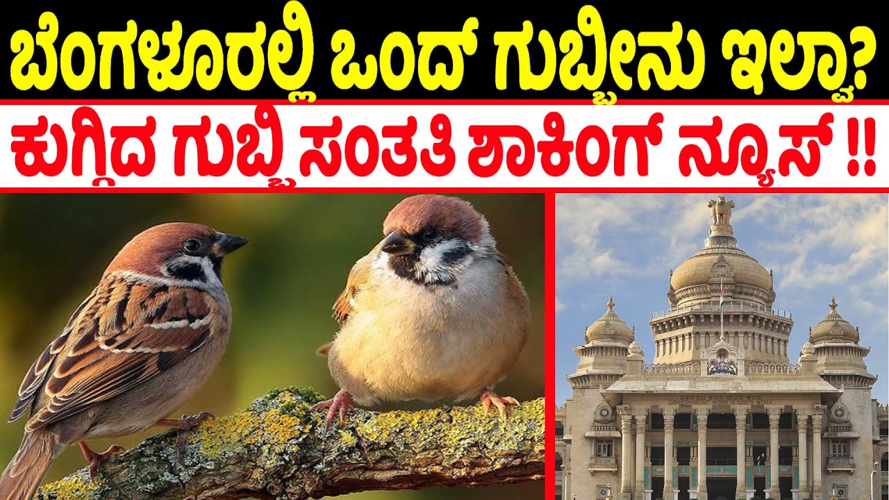 The House Sparrow Is On The Verge Of Extinction | Why Sparrows Are ...