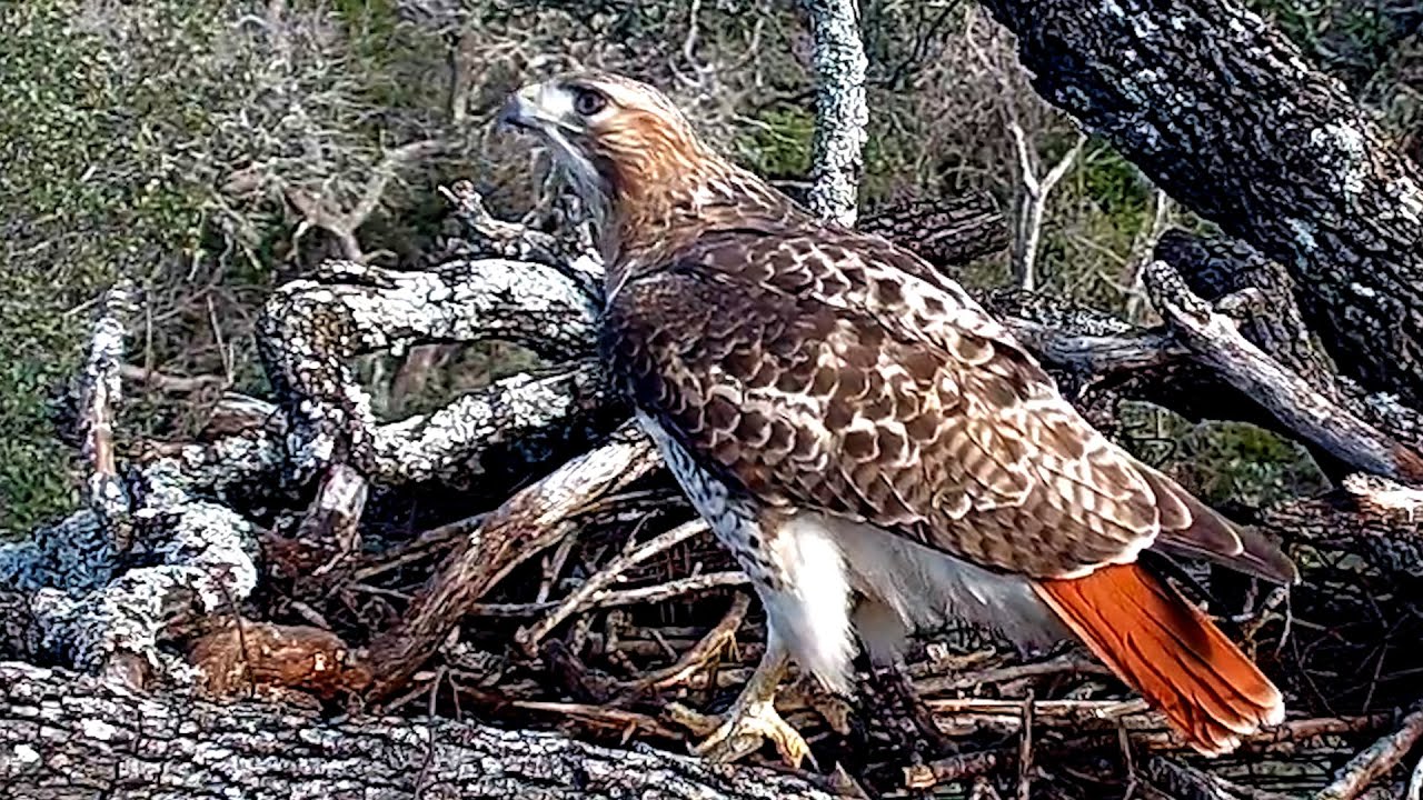 Red-tailed hawk up on the nesting platform - YouTube