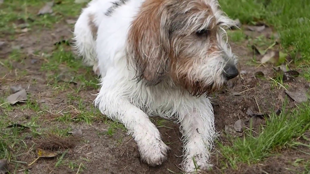 Mr Pierro (PBGV) in Garden (petit basset griffon vendeen) - YouTube