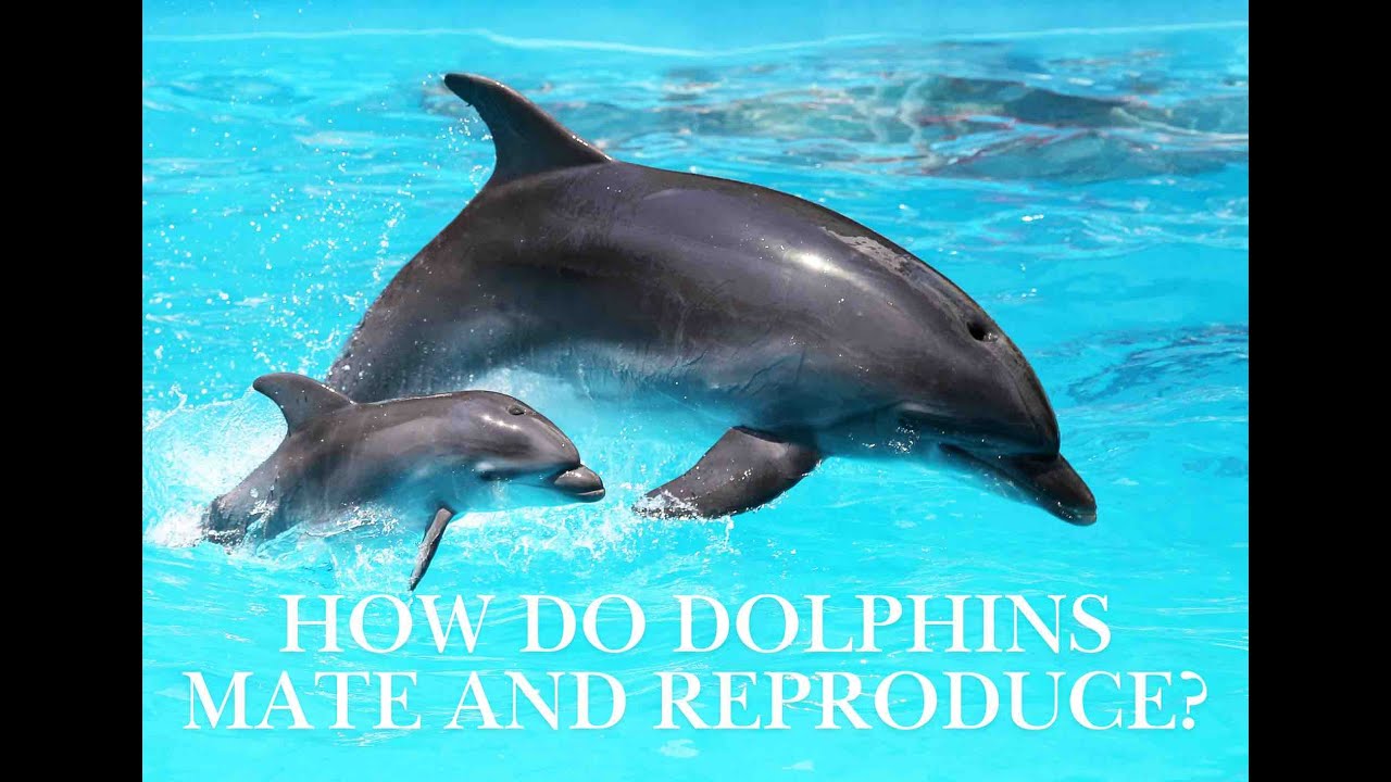 Dolphin Reproduction: How Do Dolphins Mate and Reproduce? - YouTube