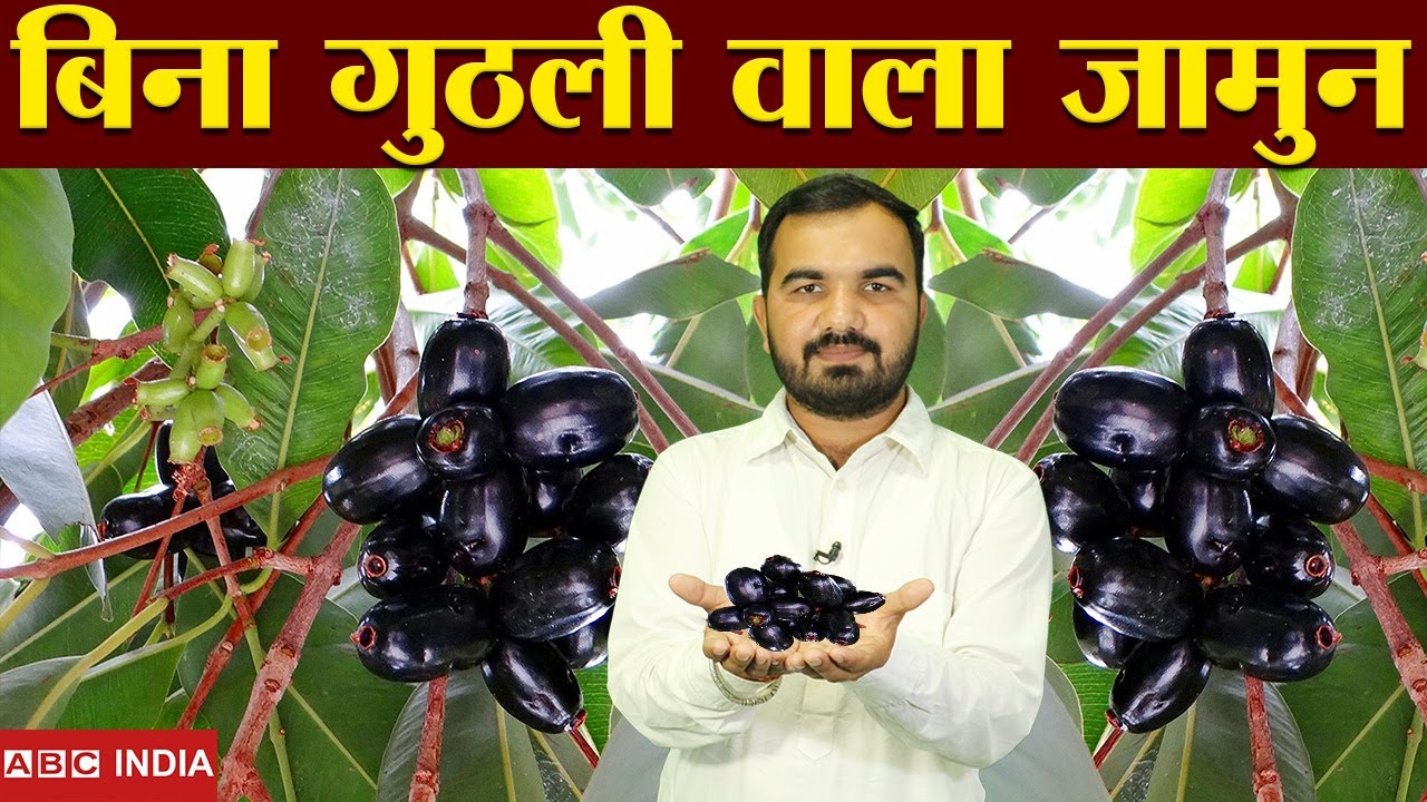 बिना गुठली वाला जामुन | Seedless Jamun | Bina guthali wala jamun | best ...