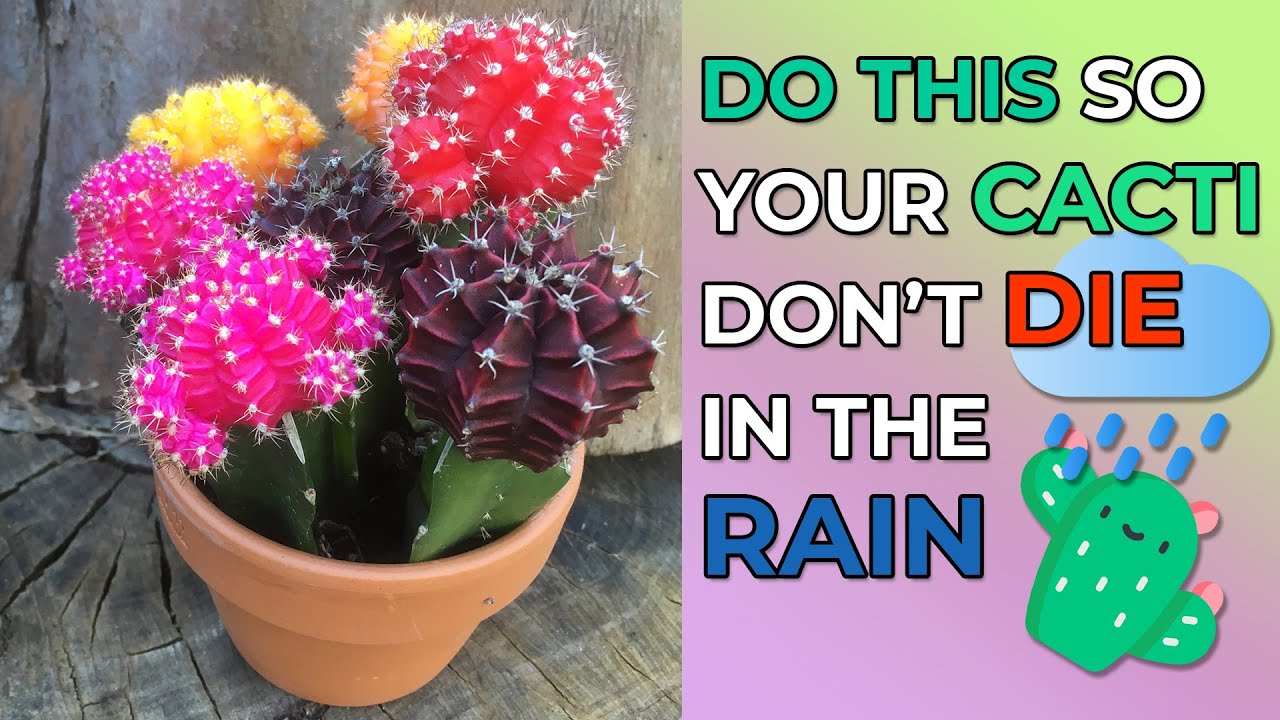 Can Cacti Survive Rain? - YouTube