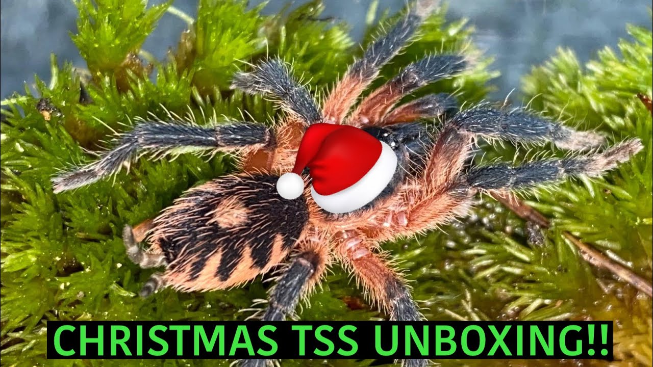Christmas TSS UNBOXING!! Theraphosinae sp “Panama” - YouTube