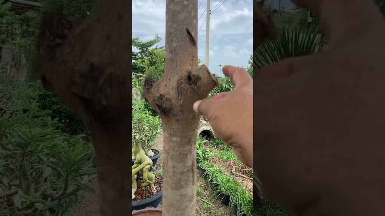 #ตกแต่งต้นไม้#วางอนาคต#ไม้ล้อม#ต้นดอกจาน#ต้นหูกระจงสองปี# - YouTube