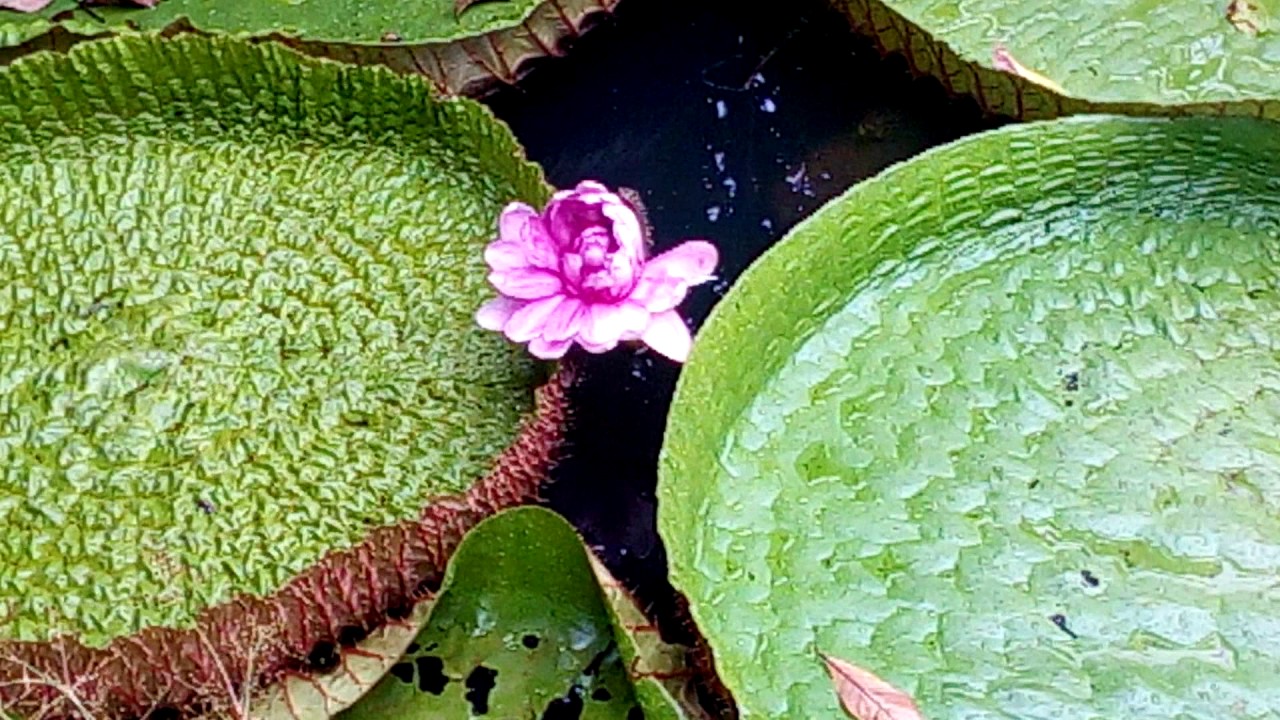 Giant lotus of Amazon region - YouTube