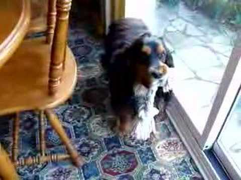 cocker spaniel play growl - YouTube