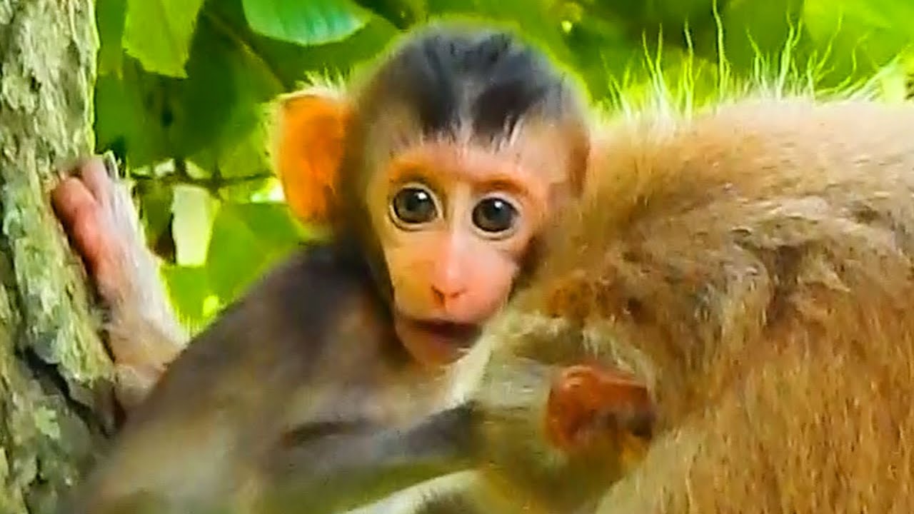 BRADY BB MONKEY TELLING ROSE MOM WHERE RAINBOW AND MOM LIBBY? - YouTube