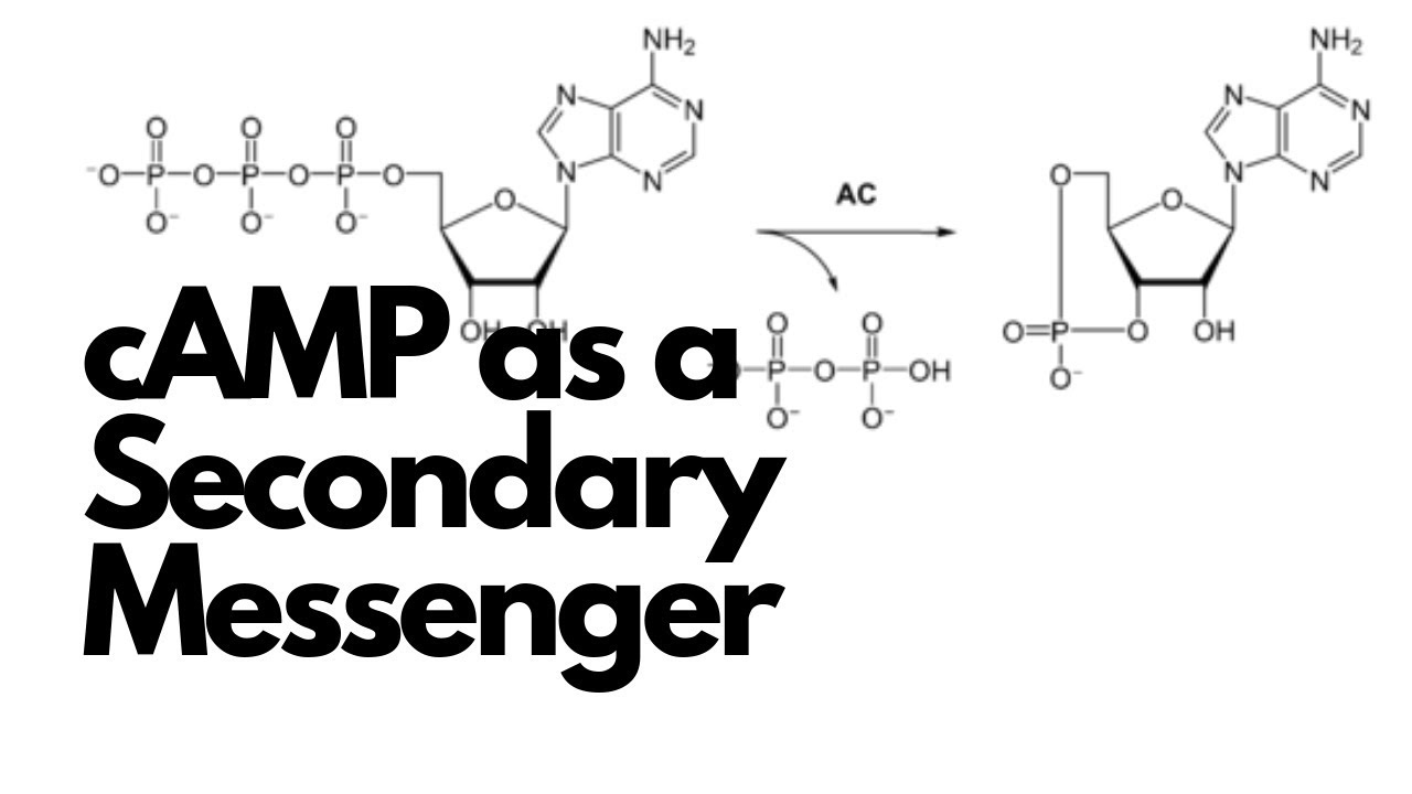 cAMP pathway as secondary messenger/ bio-signalling of 3',5'-cyclic ...
