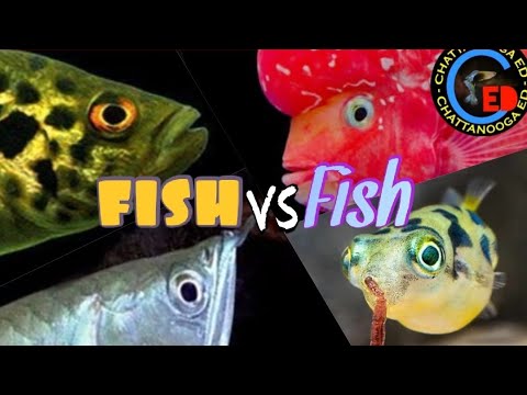 Fish vs Fish - YouTube