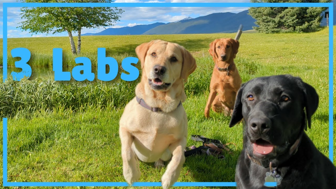 10 hours of Labrador Retrievers, Puppies and Calming Lo-Fi - YouTube