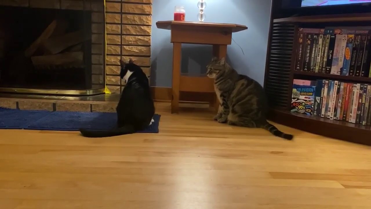 Cat attack Funny - YouTube