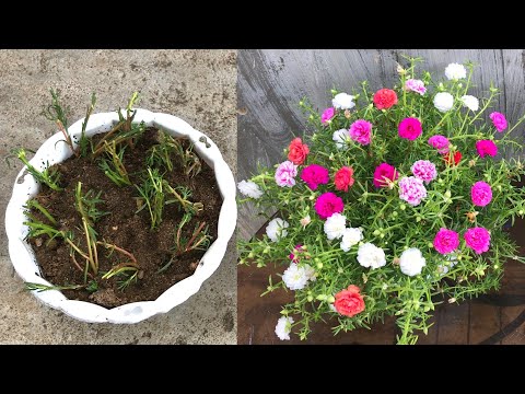 Depolama alanından bitkileri toplayın ve güzel bir saksıya dikin