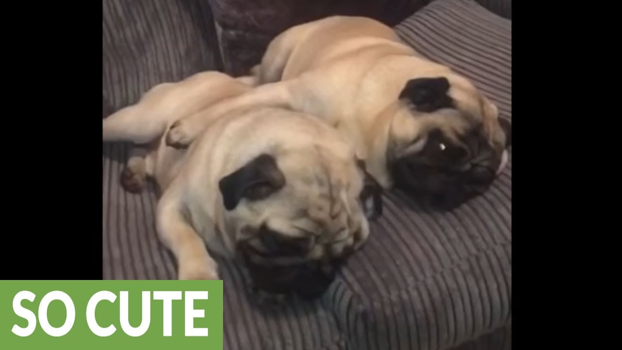 Sleepy pugs preciously cuddle each other - YouTube