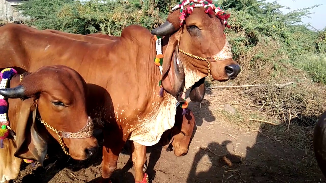 Gujarat best gir cow saurashtra - YouTube