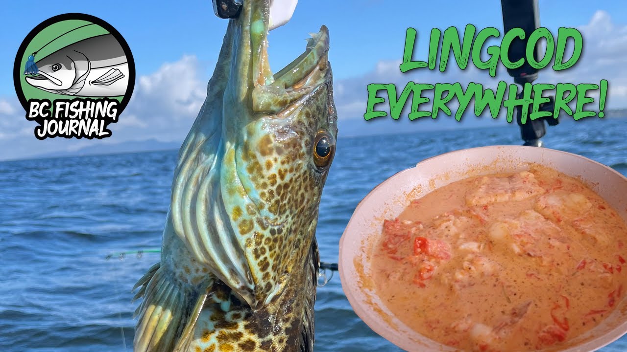 Lingcod Catch & Cook - DELICIOUS Creamy Tomato Lingcod Recipe - YouTube