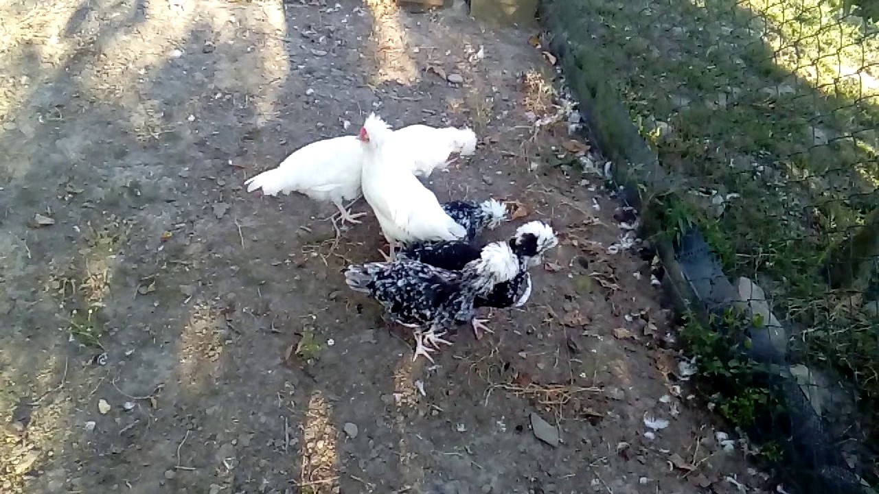 Crazy chicken! Funny race hens in wigs! - YouTube