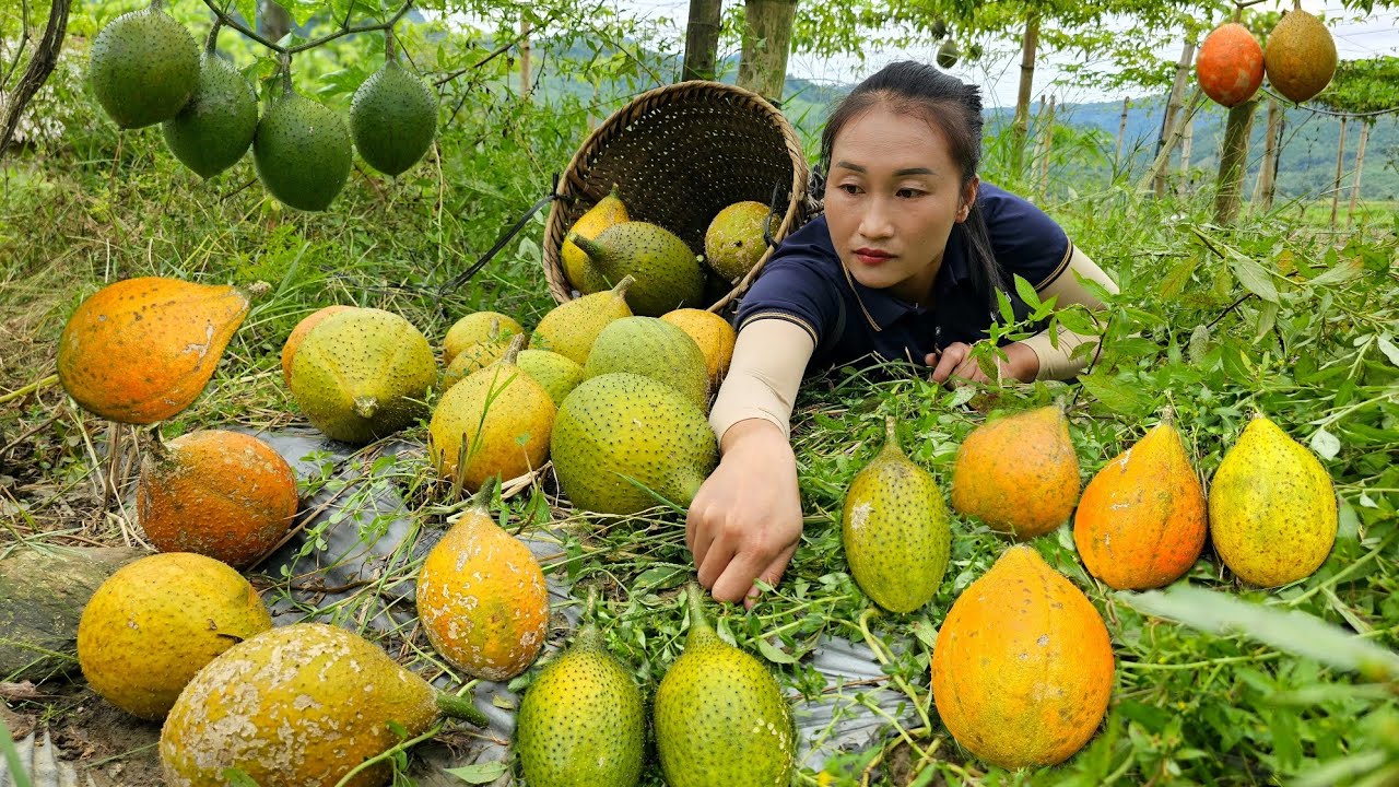 Harvesting gac fruit bring it to the market to sell - Simple way to ...