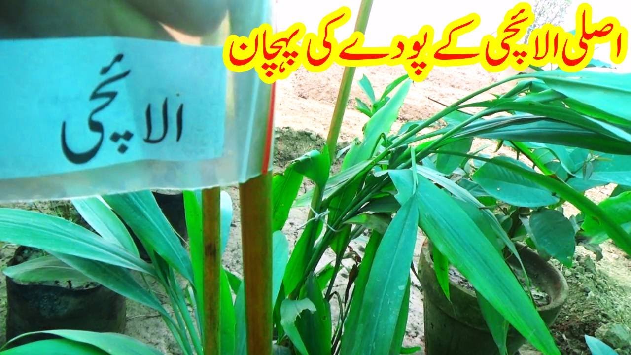 Identification of real cardamom plant | asli elaichi ka poda - YouTube