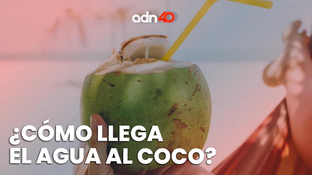 Explainer: ¿Cómo tienen agua los cocos? - YouTube