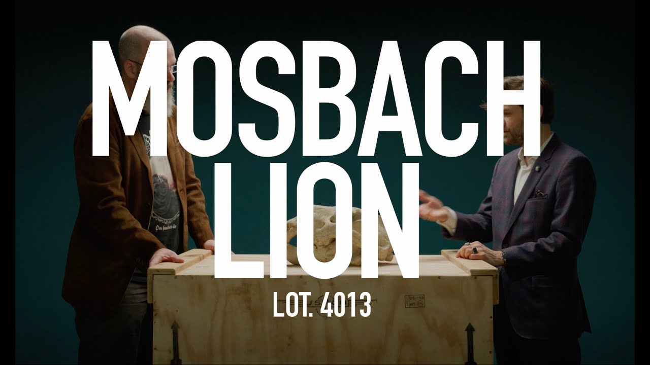 A 600 000 year old predator I SKULL OF A MOSBACH LION - YouTube