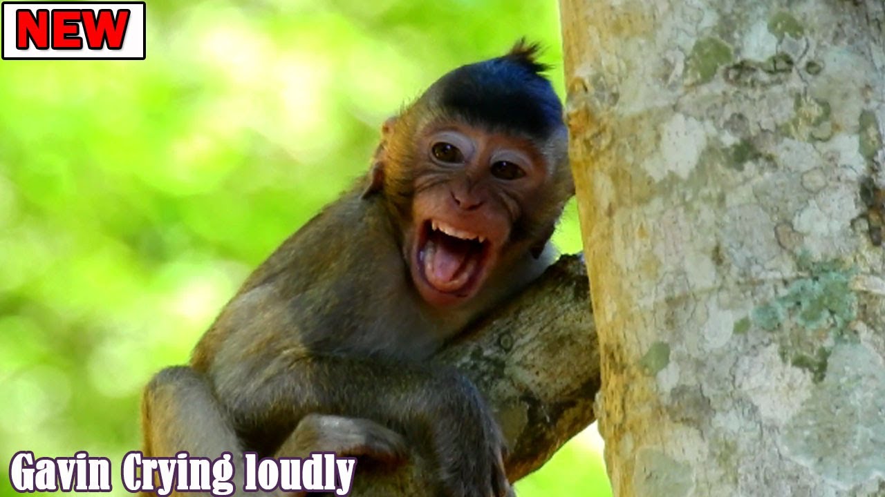 Crruel Attacking! Rose furiously attacking hurt Little Gavin/ Gavin ...